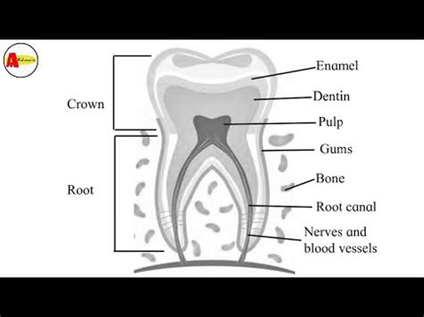 How To Draw Tooth Anatomy Diagram Class 11th Diagram Of Tooth Anatomy
