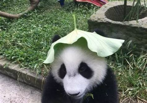 绿的发光的绿帽子图片绿帽子绿鞋绿衣服图片绿衣服绿帽子图片第6页大山谷图库