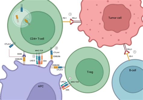 Mechanism Of Action Of Immune Check Point Inhibitors 1 PD 1 And