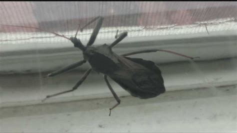 Meet The Assassin Bug In Your Backyard