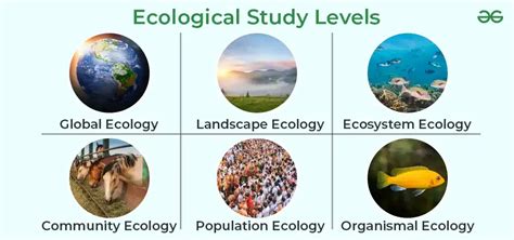 What Is Ecology Types Importance And Examples GeeksforGeeks