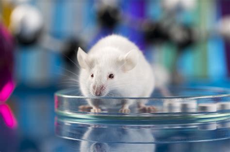 Longevity Gene Transferred From Naked Mole Rats To Mice Shows