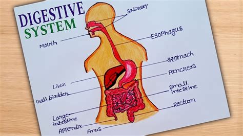 Human Digestive System Diagram Drawing Human Digestive System