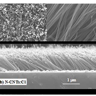 Typical Scanning Electron Microscopy Images Of A N Cnt B N Cnt Cl