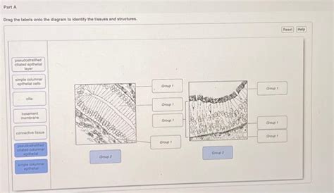 Solved Part A Drag The Labels Onto The Diagram To Identify Chegg