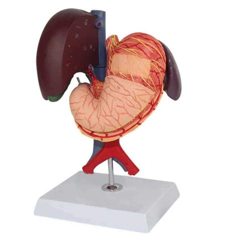 Buy Human Organ Model Digestive System Structure Stomach Liver