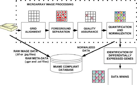 microarray data processing workflow the diagram stresses the download scientific diagram