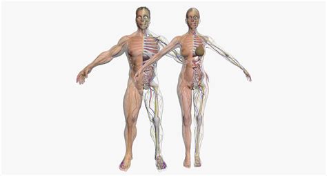 Full Female And Male Body Anatomy 3DSmax 3D Model CGTrader