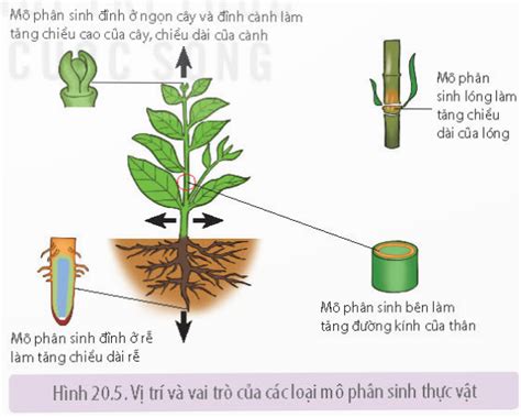 Lý thuyết Sinh trưởng và phát triển ở thực vật Sinh học 11 Kết nối