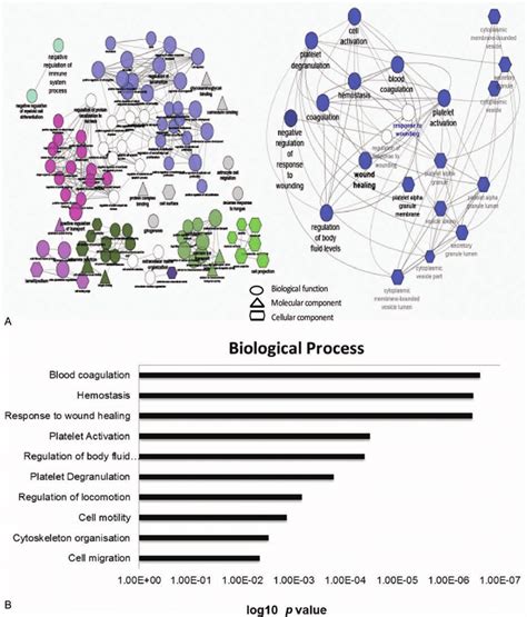 Gene Ontology GO Functional Enrichment Analysis A Network