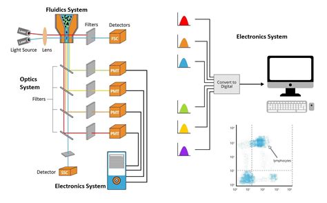 Flow Cytometry Diagram