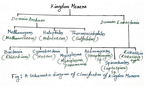 Monera Definition Salient Features Classification Riset