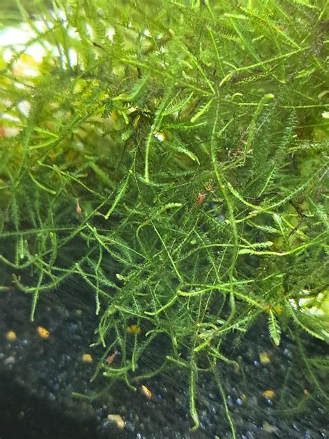 Fresh Shrimplets Rshrimptank