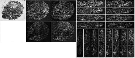 contourlet transform of fingerprint 1 download scientific diagram