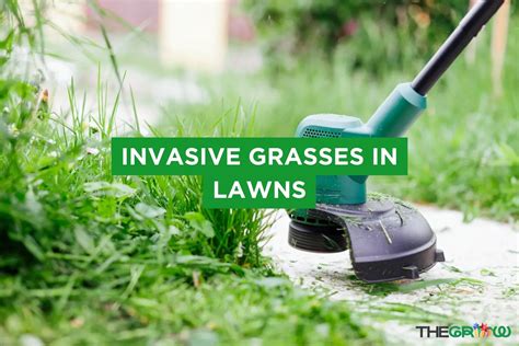 Invasive Grasses In Lawns Identification Prevention And Control Thegrow