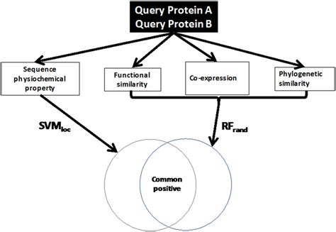 the schematic workflow of protein protein interaction prediction by download scientific diagram