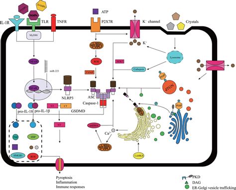 An Overview Of Mechanisms Underlying NLRP3 Inflammasome Activation