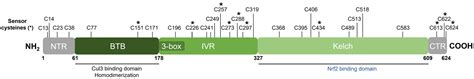 Nrf2 And Oxidative Stress Encyclopedia MDPI