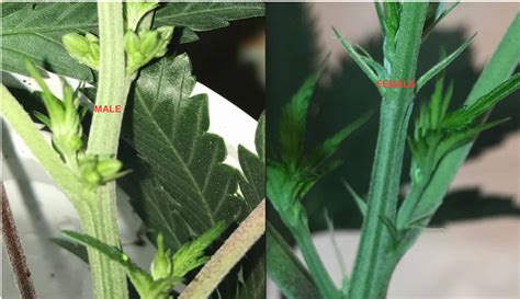 The Weed Plant Stages And How To Tell Male Vs Female