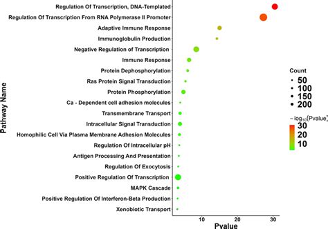 Functional And Pathway Enrichment Analyses Of Differentially Expressed