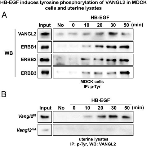 HB EGF Induces Tyrosine Phosphorylation Of VANGL2 In MDCK Cells And