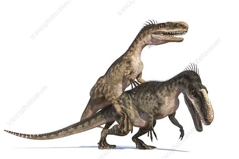 Monolophosaurus Dinosaurs Mating Stock Image C0265547 Science Photo Library