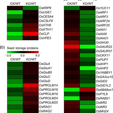 Expression Levels Of Various Genes Regulated By OsPIL15 Heatmaps