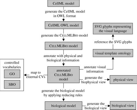 workflow representing the process of annotating and visualizing cellml download scientific