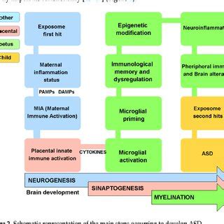 Schematic Representation Of The Main Steps Occurring To Develop ASD