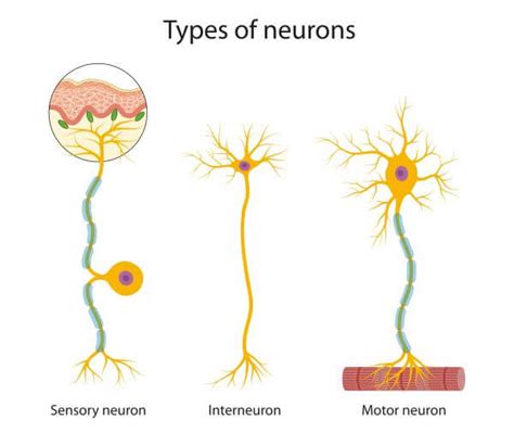 Types Of Neurons And Their Functions