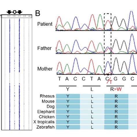 results of genomic analyses a chromosomal microarray testing the download scientific