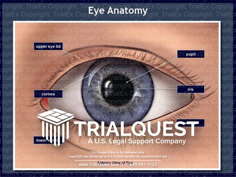 Eye Anatomy Trialquest Inc