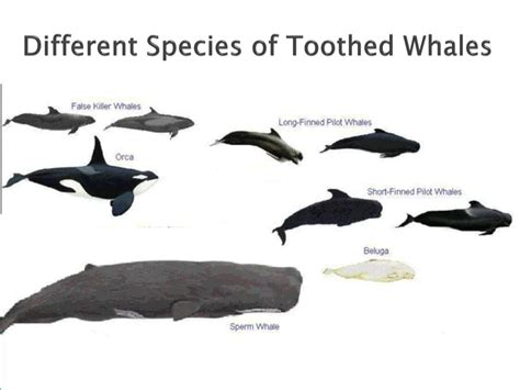 Ppt Toothed Whales Powerpoint Presentation Free Download Id4870359