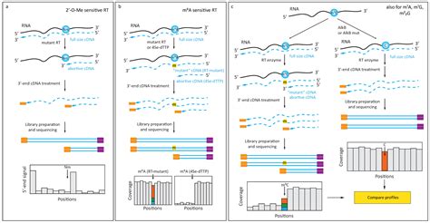 Genes Free Full Text Methods For RNA Modification Mapping Using