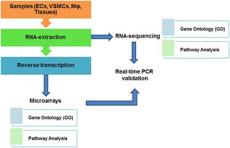 Frontiers Transcriptome Profiling In Systems Vascular Medicine