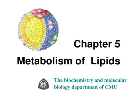 PPT Chapter 5 Metabolism Of Lipids PowerPoint Presentation Free