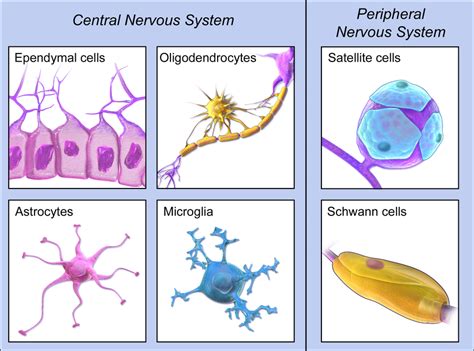 Types Of Nervous Tissue