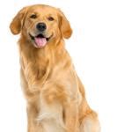 Preguntas Frecuentes Sobre El Golden Retriever
