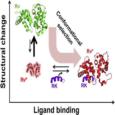 Conformational Selection In A Protein Protein Interaction Revealed By