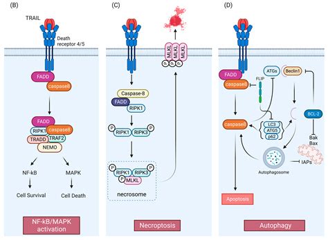 Tumor Necrosis Factor Related Apoptosis Inducing Ligand Signaling