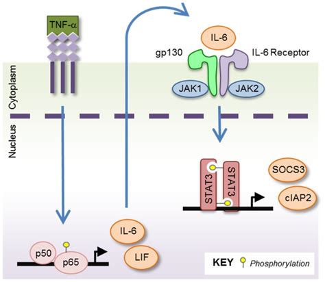 NF κB and STAT3 are competent to ensure activation of themselves and