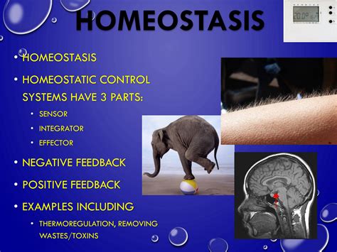 Homeostasis Human Body