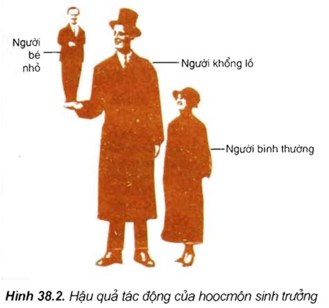Lý thuyết Sinh học 11 Bài 38 mới 2023 51 câu trắc nghiệm Các nhân