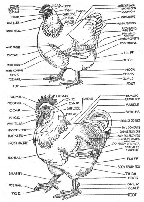 Parts Of A Chicken Chicken Anatomy Chicken Pictures Chickens Backyard