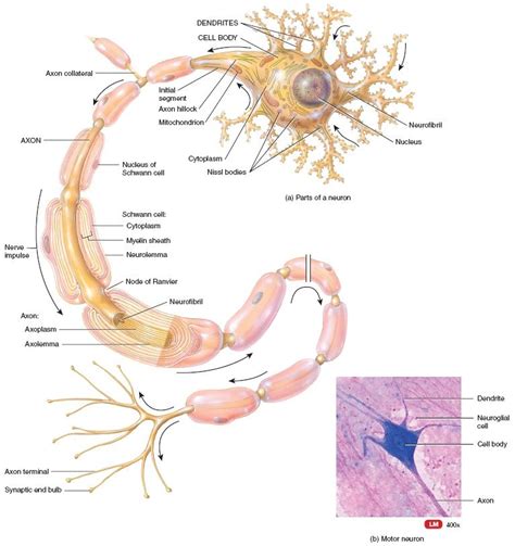 Parts Of A Motor Neuron Labeled